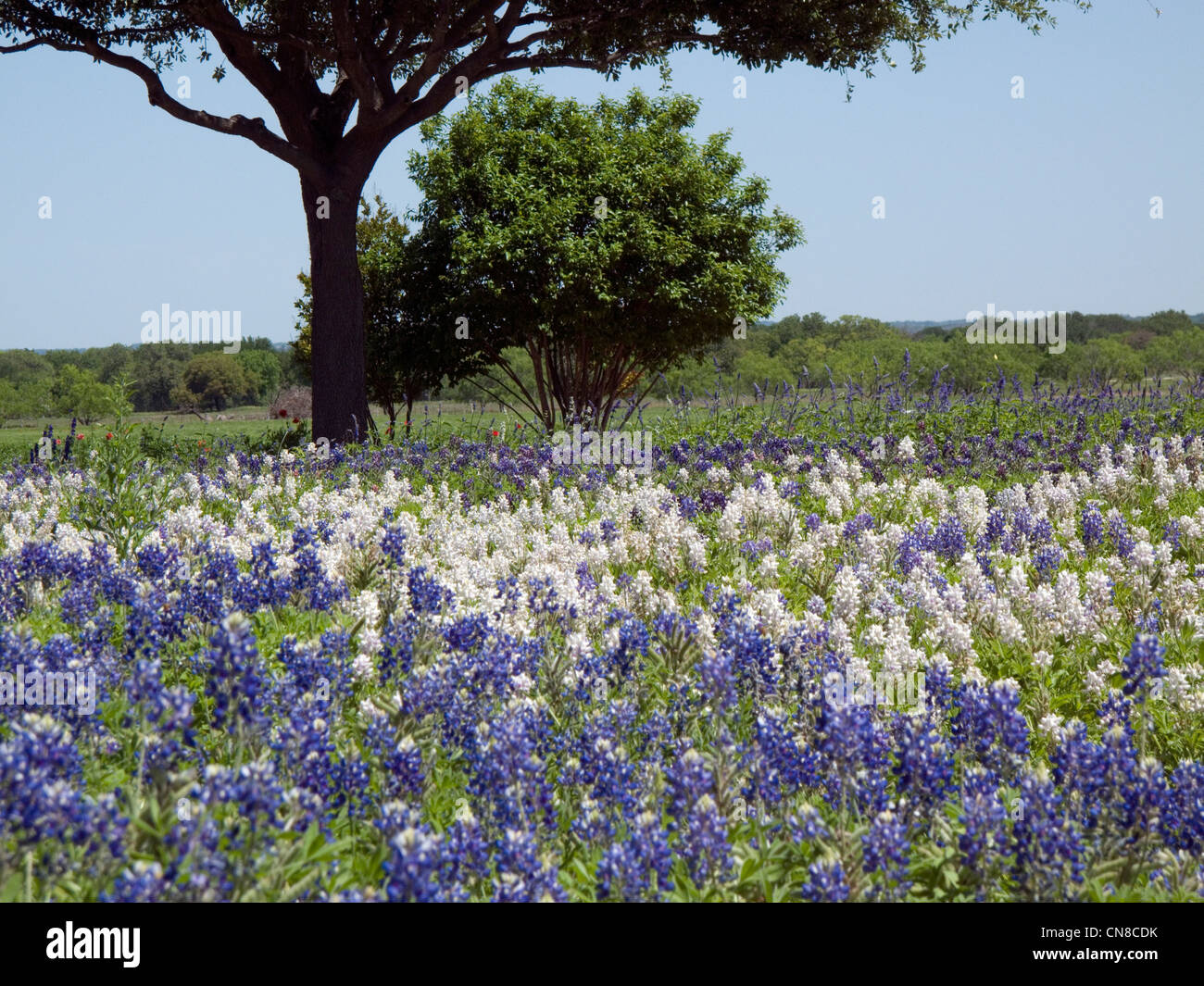 Field of white and blue Texas wildflowers, the bluebonnet or Lupinus ...
