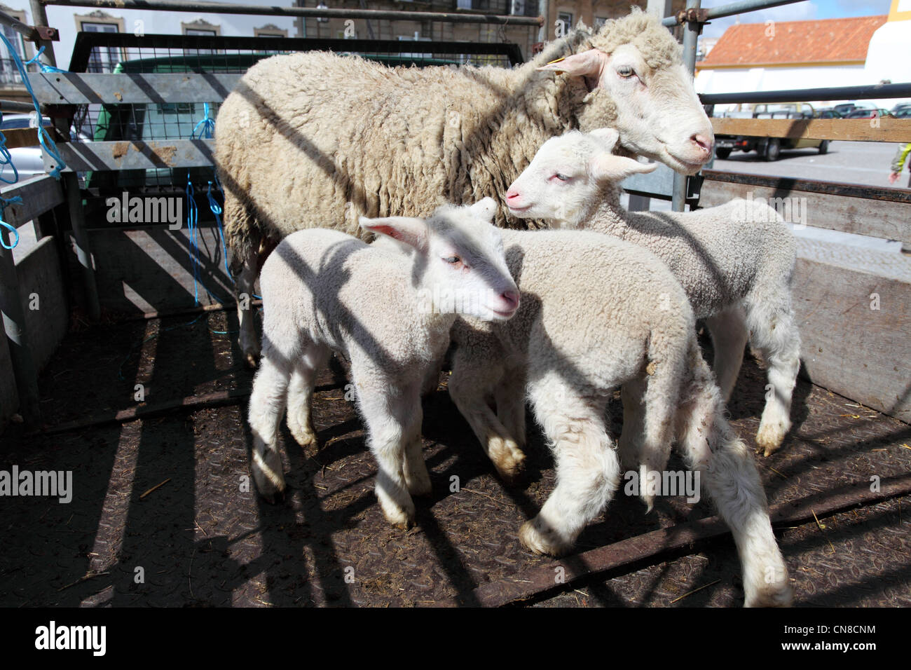 Livestock sheep lamb truck hi-res stock photography and images - Alamy