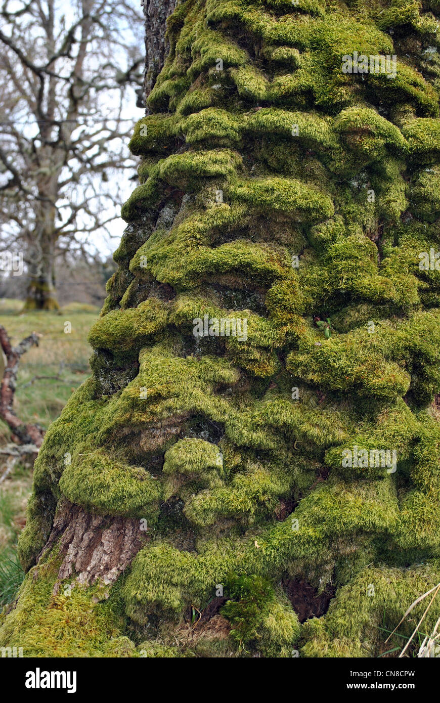 Moss growing on the trunk of a tree in an interesting pattern in Tomich ...