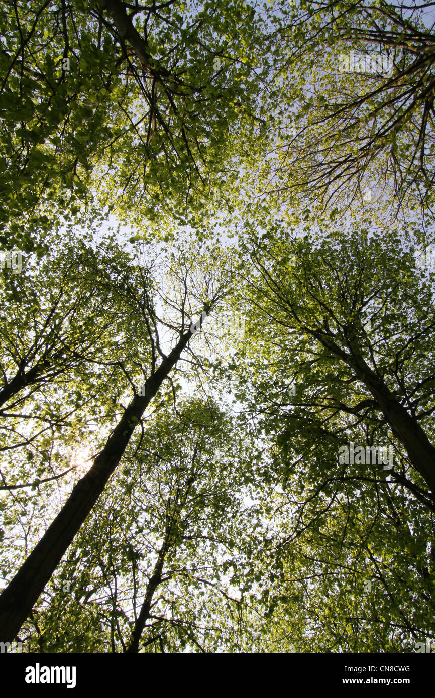 Towering treetops hi-res stock photography and images - Alamy