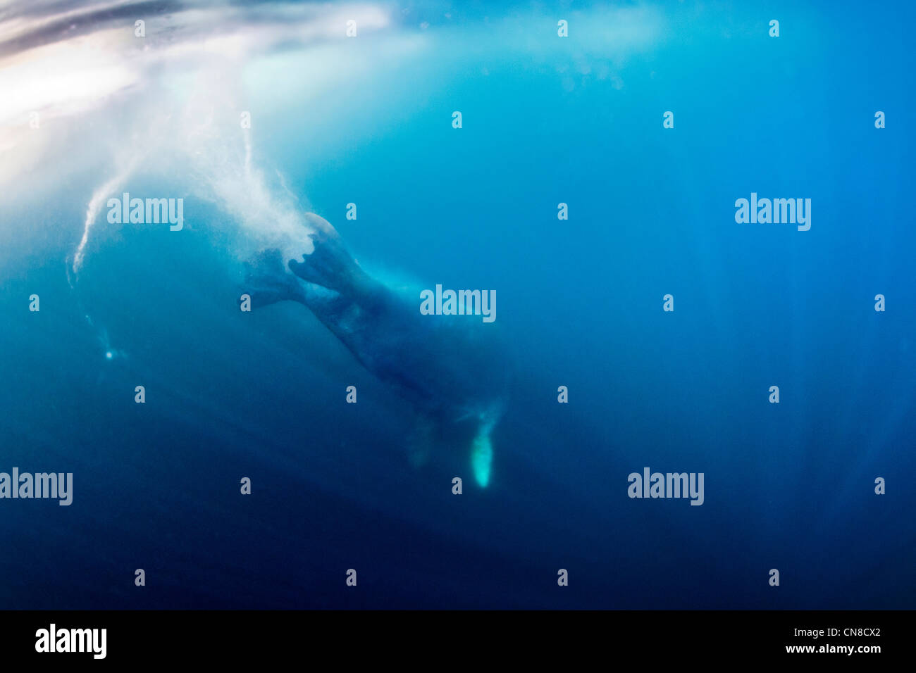 Norway, Svalbard, Spitsbergen Island, Underwater view of Walrus ...