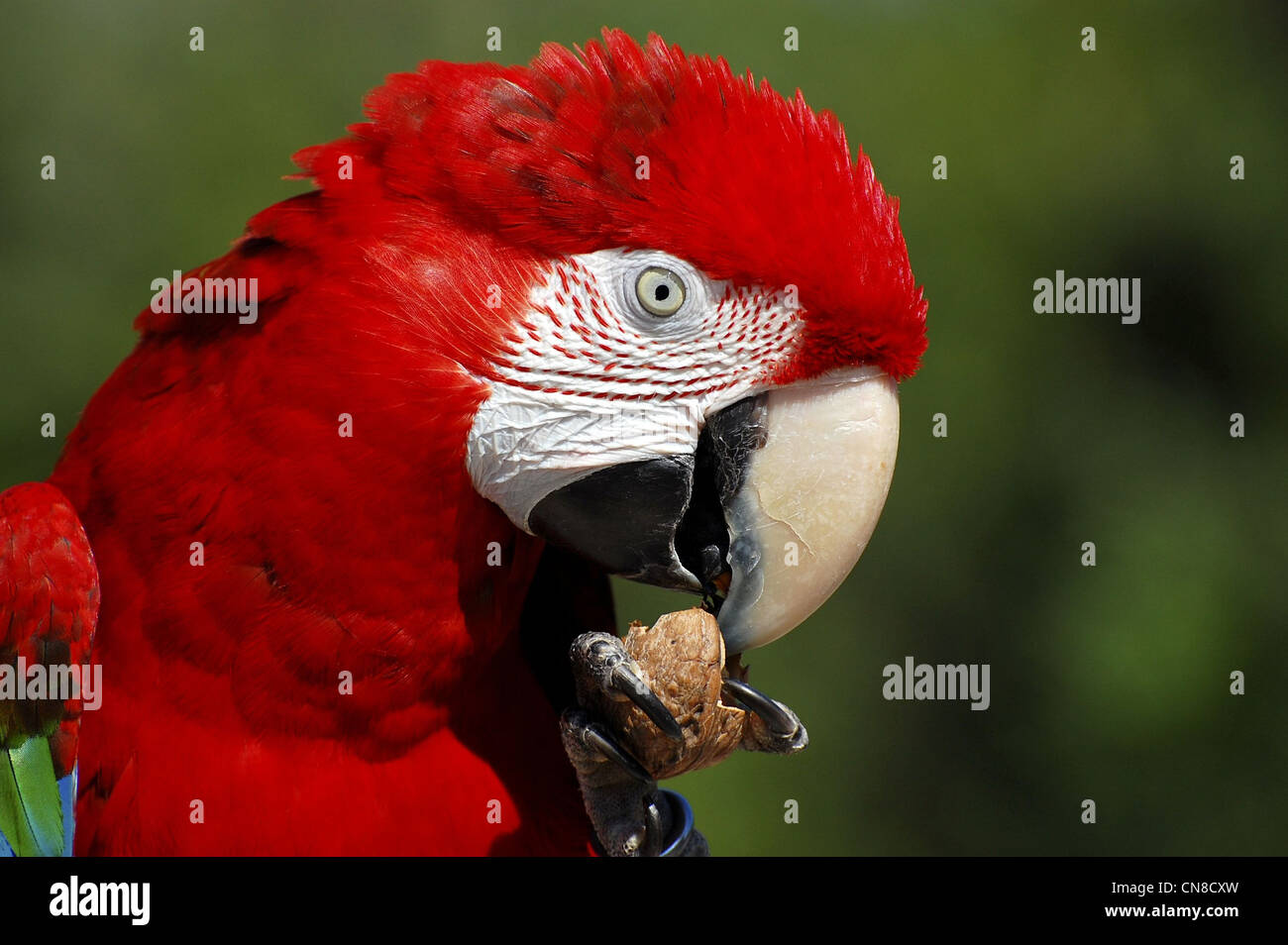 White macaw hi-res stock photography and images - Alamy