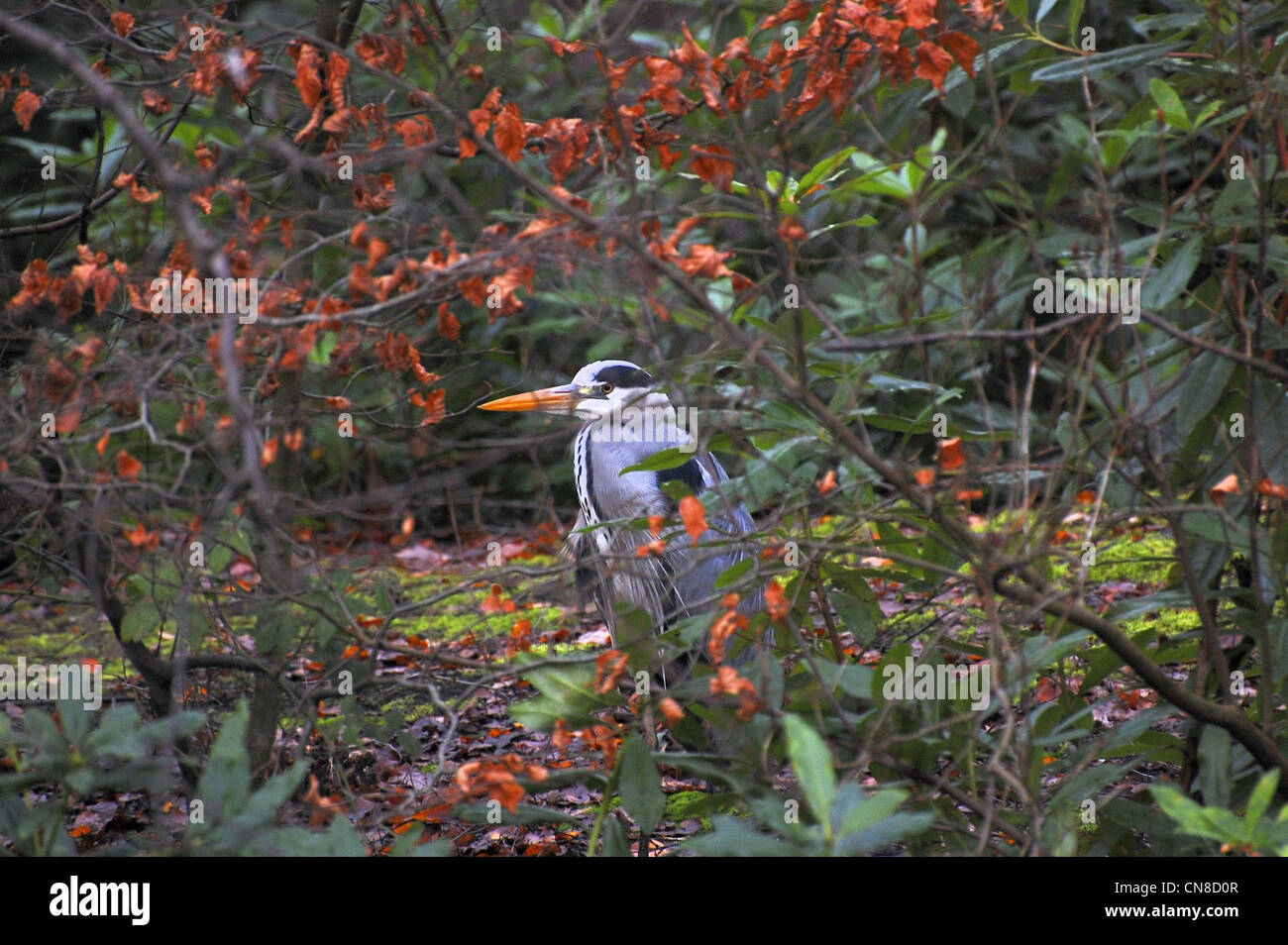 Shrubbery bushes hi-res stock photography and images - Alamy