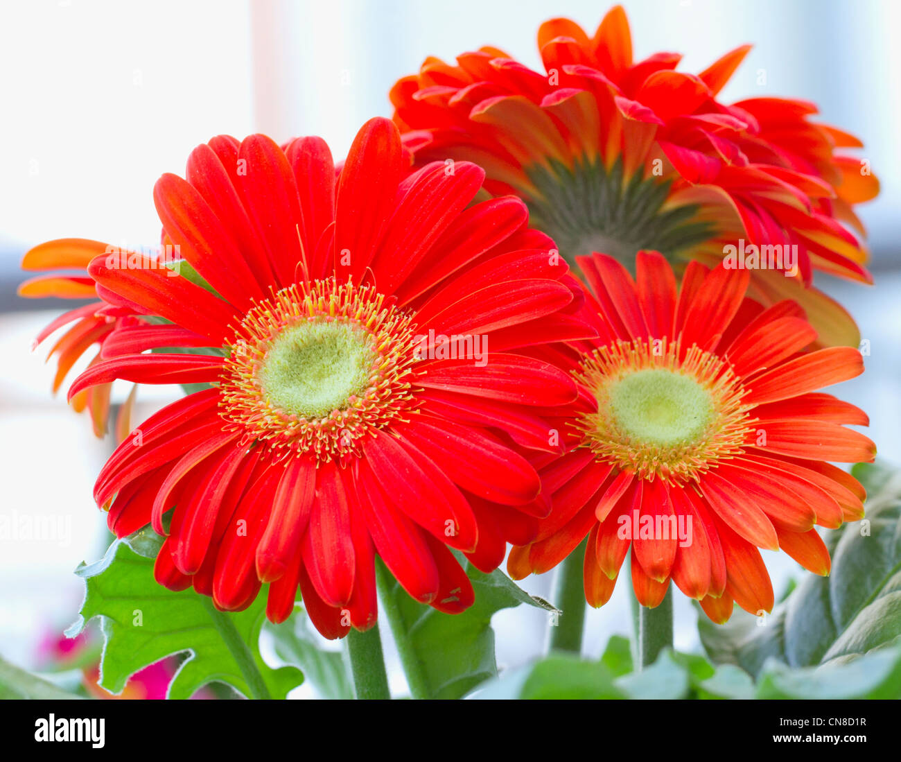 A bunch of big red gerberas outdoors Stock Photo - Alamy