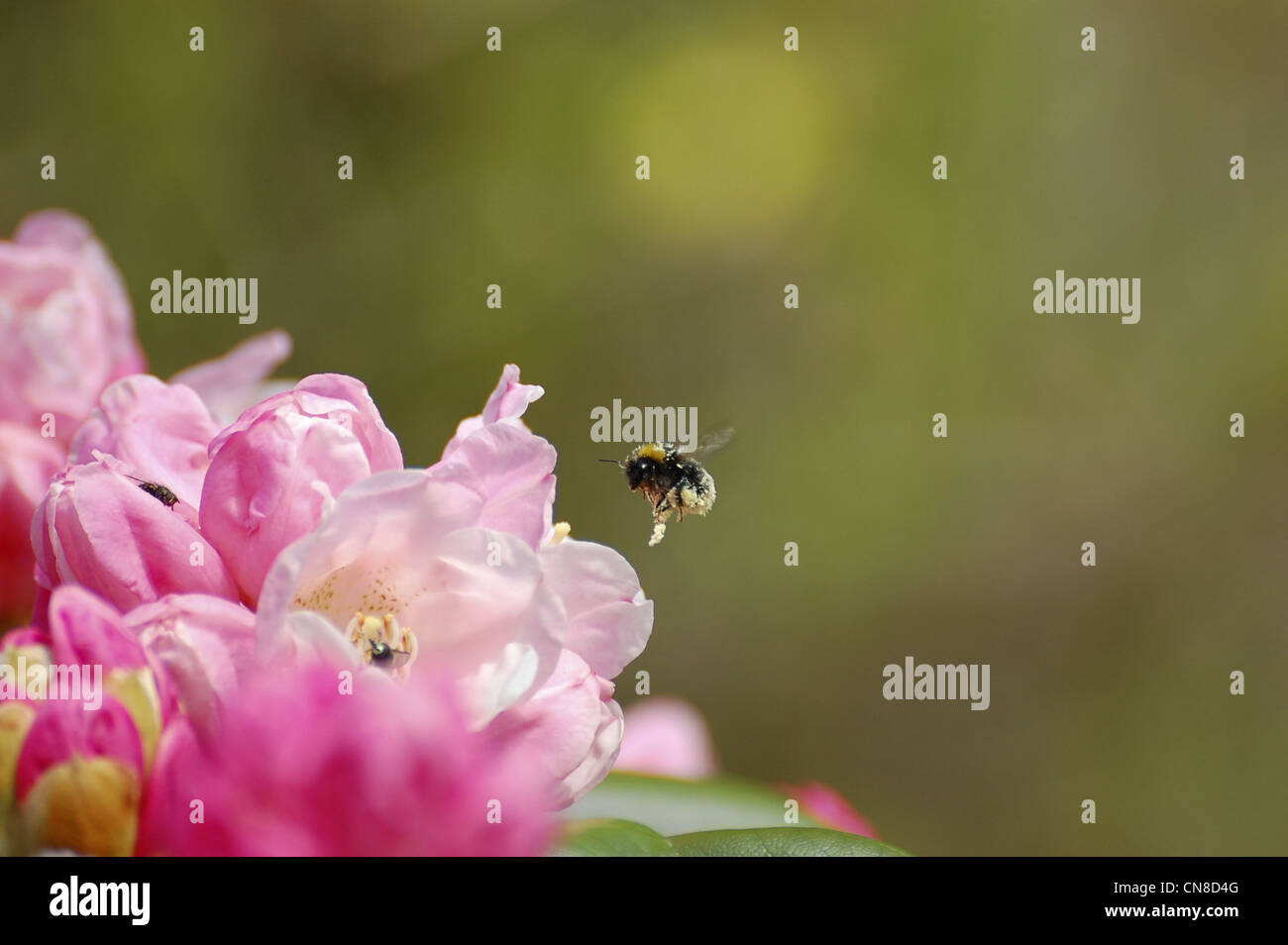 Bee covered in pollen approaching next target Stock Photo - Alamy