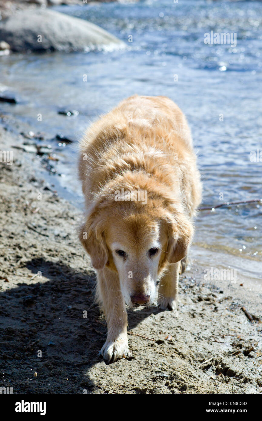 Ruby, a Golden Retriever dog, playing alongside the sun lit Arkansas ...
