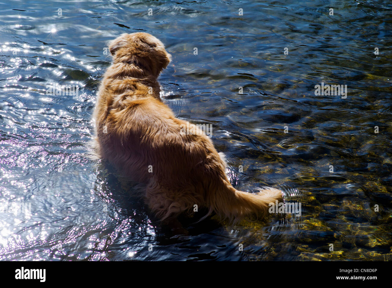 Ruby, a Golden Retriever dog, playing alongside the sun lit Arkansas ...