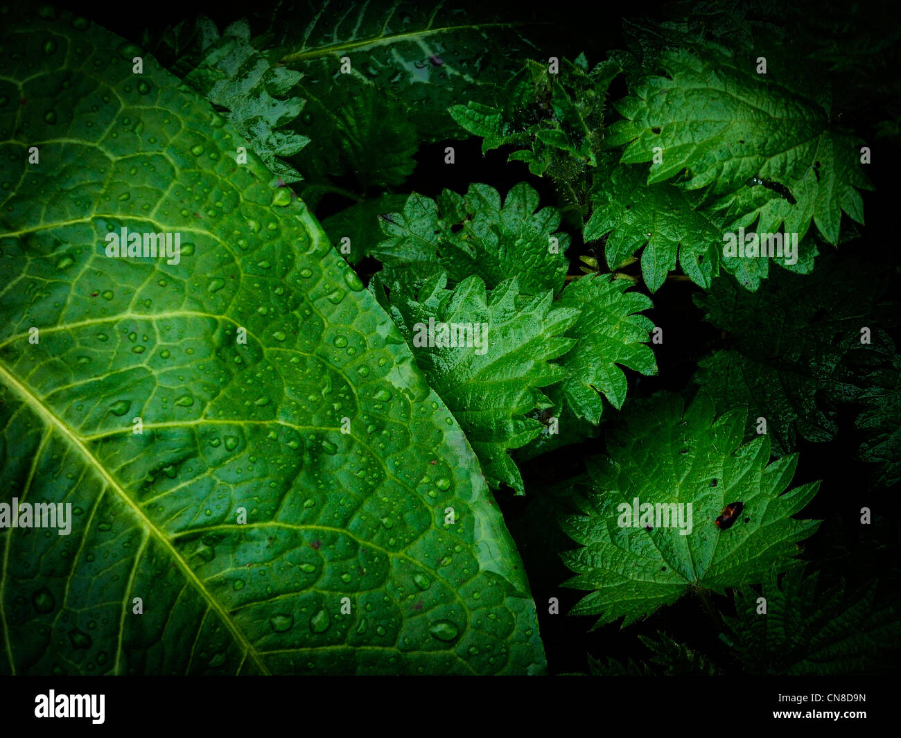 Cooked dock leaves nettles hi-res stock photography and images - Alamy