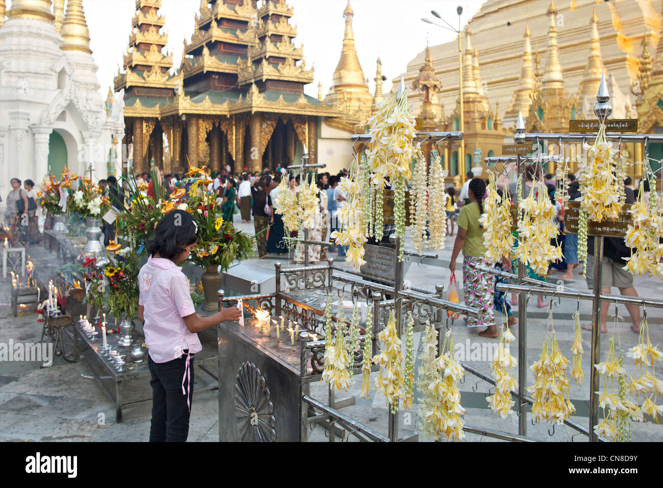 Jasmine flowers burma hi-res stock photography and images - Alamy