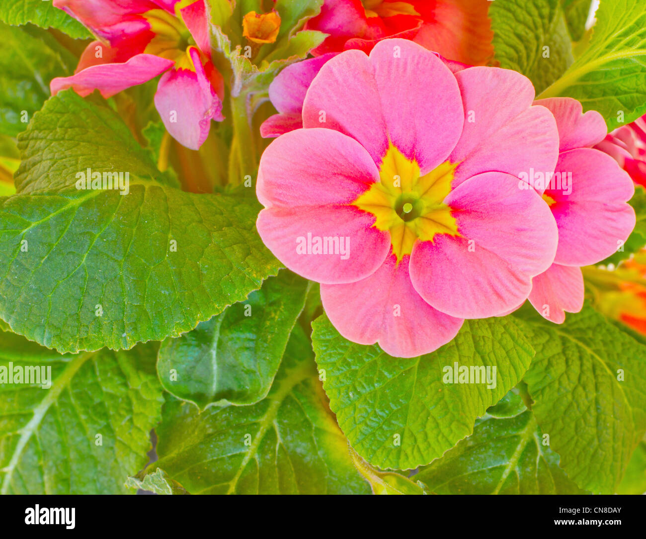 A pink flower coming out from a bunch Stock Photo - Alamy