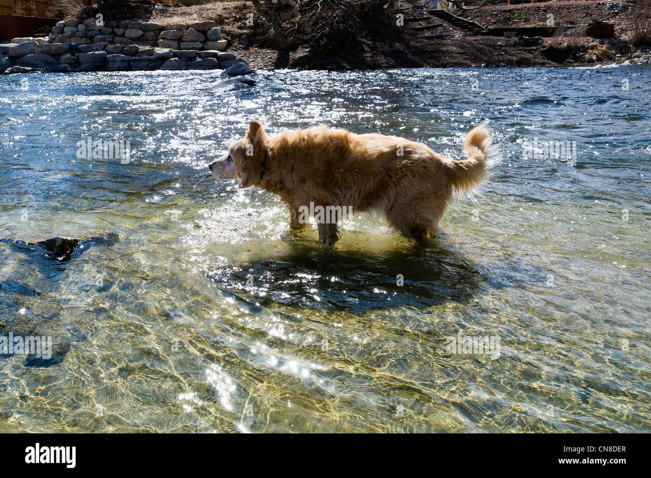 Ruby, a Golden Retriever dog, playing alongside the sun lit Arkansas ...