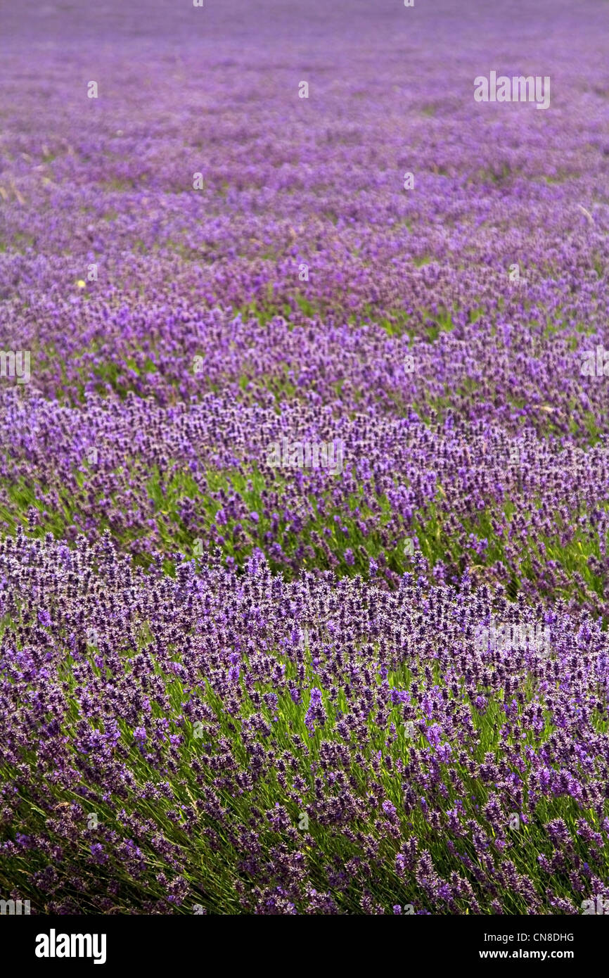 Field of lavendula hi-res stock photography and images - Alamy