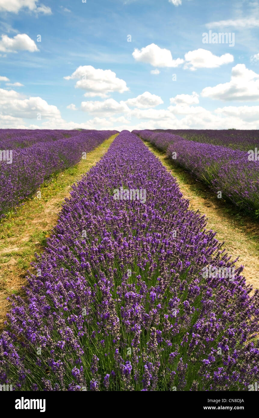 Field of lavendula hi-res stock photography and images - Alamy