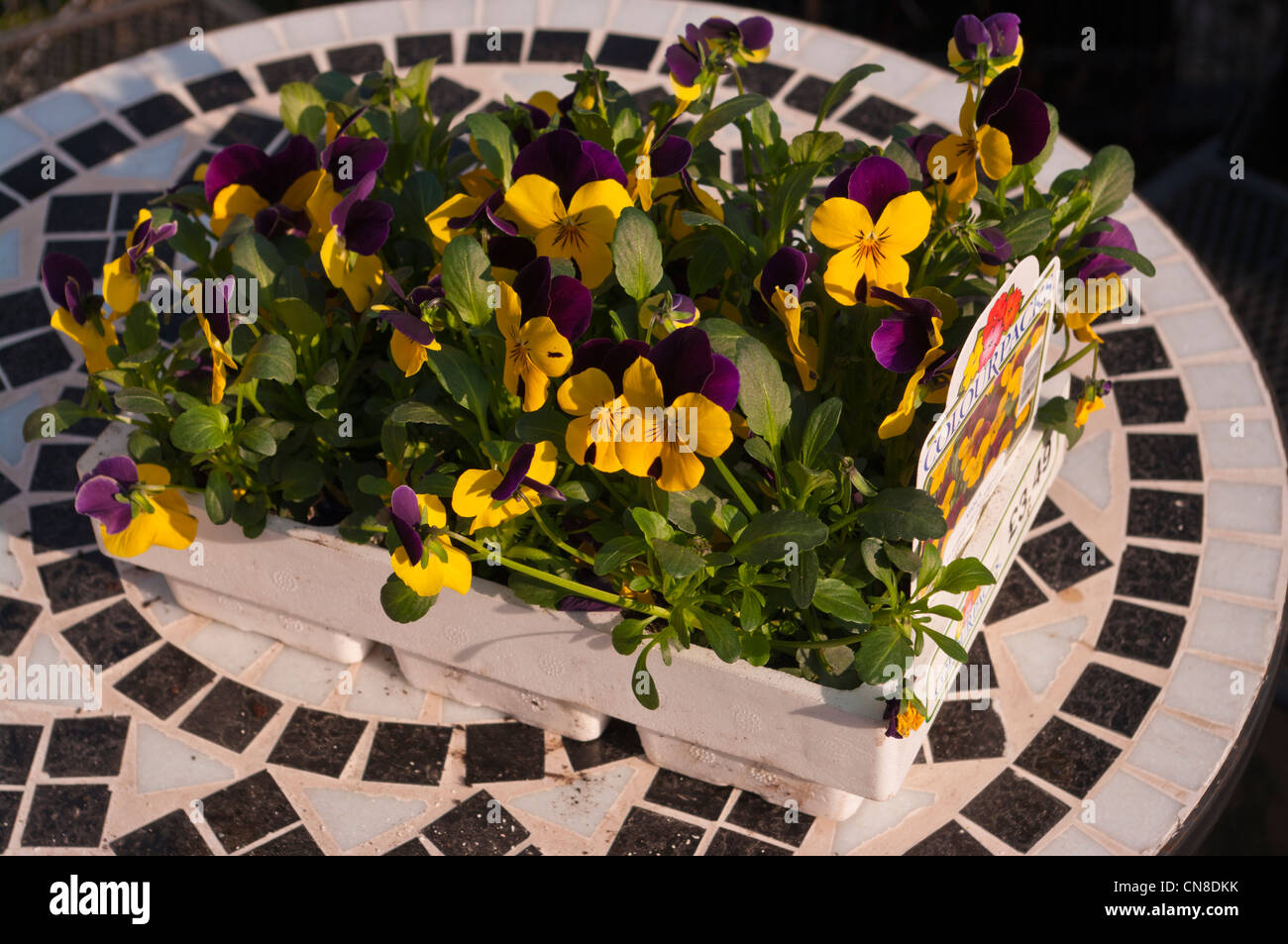 Bedding plants polystyrene hi-res stock photography and images - Alamy
