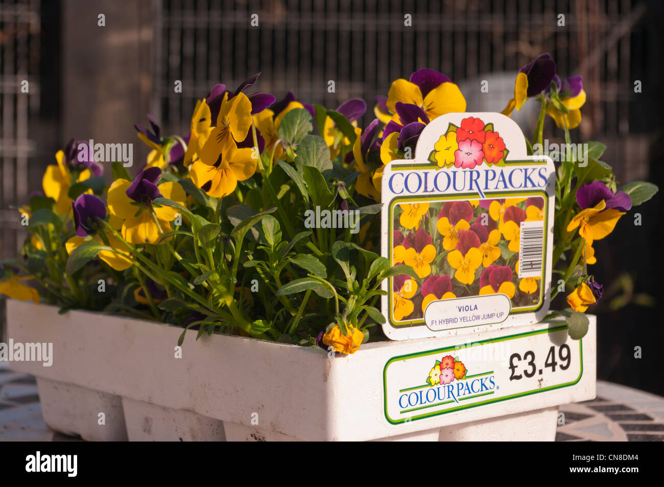 Bedding plants polystyrene hi-res stock photography and images - Alamy