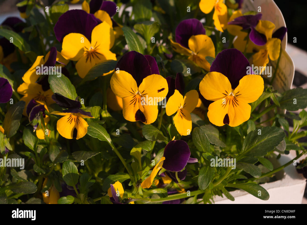 Polystyrene Tray Of Garden Centre Spring Bedding Plants Hybrid Violas ...