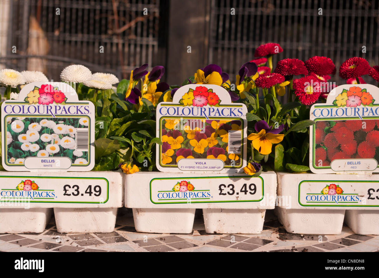 Polystyrene Trays Of Garden Centre Spring Bedding Plants Stock Photo ...