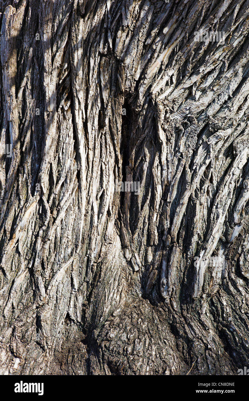 Cottonwood wood grain hi-res stock photography and images - Alamy