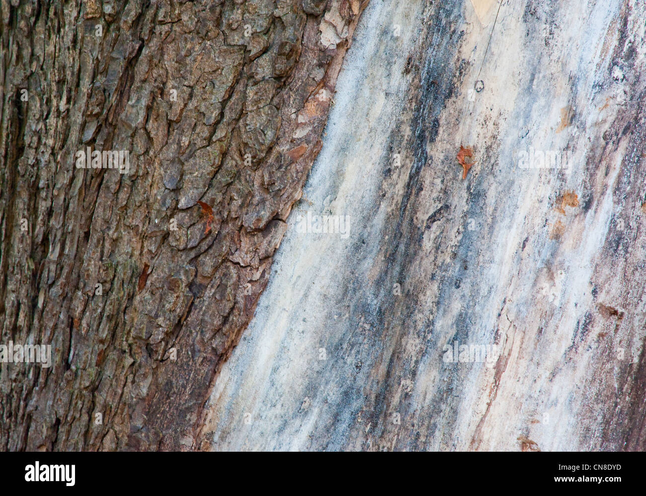 Tree trunk detail Stock Photo - Alamy