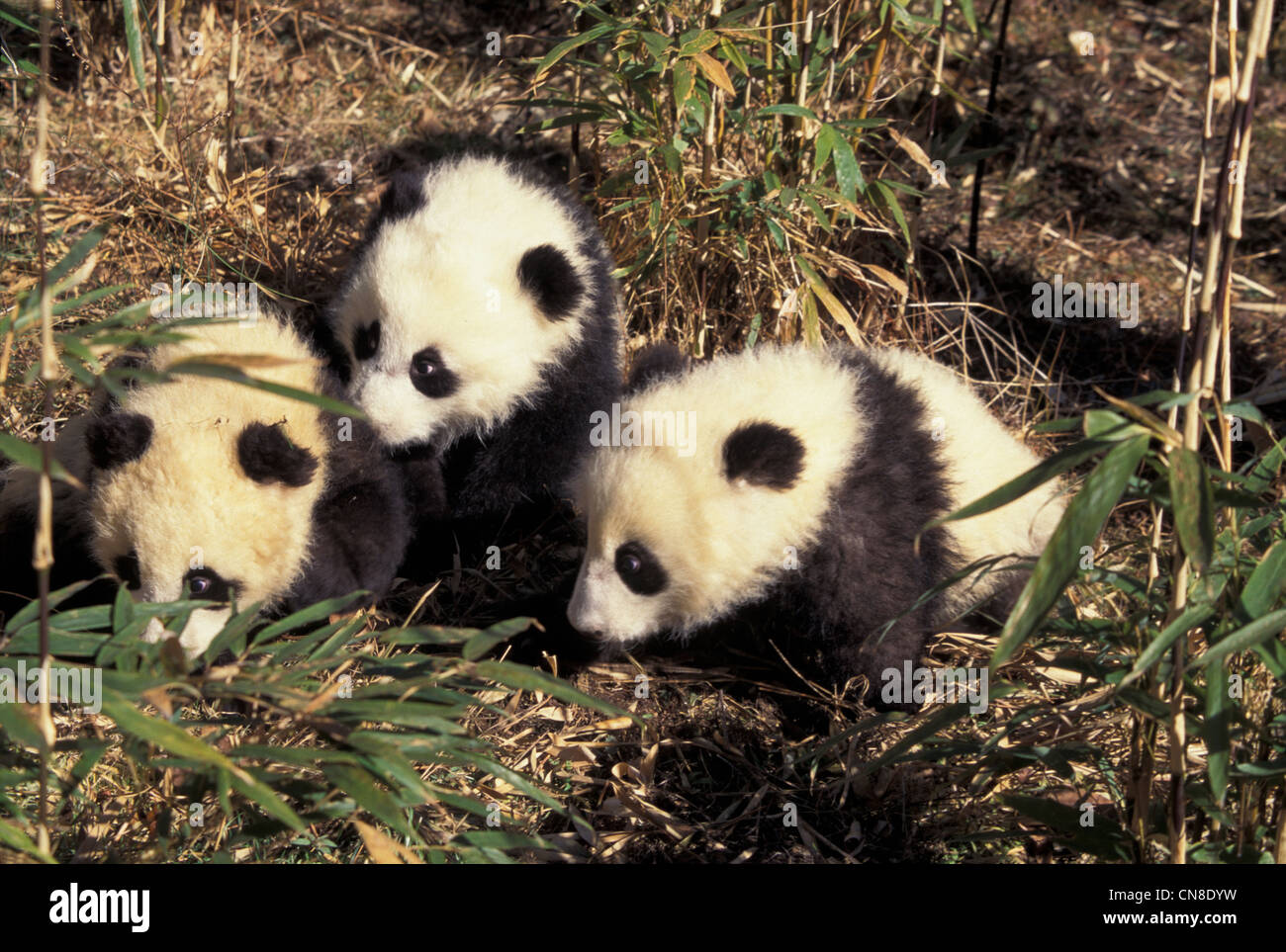 Panda Cubs Playing On Slide