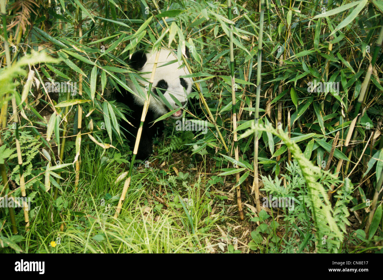 Giant Panda cub in the bamboo bush, Wolong Panda Reserve, Sichuan ...