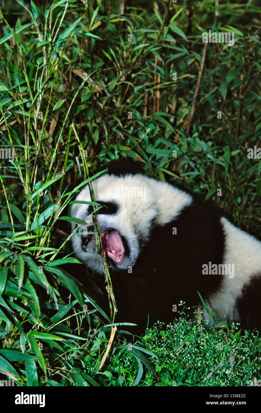 Giant Panda cub eating bamboo in the bush, Wolong, Sichuan, China Stock ...