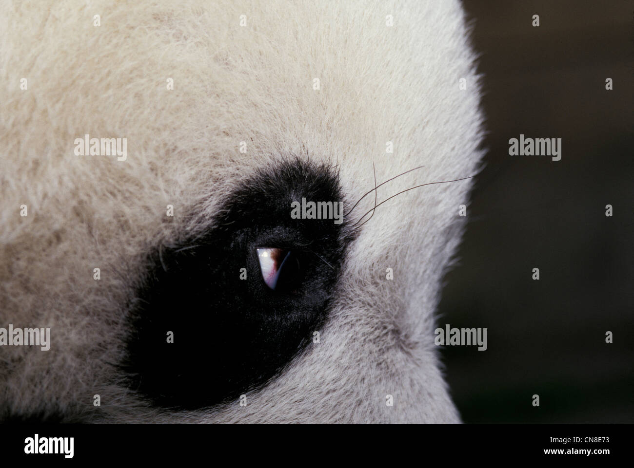 Chinese pandas hi-res stock photography and images - Alamy