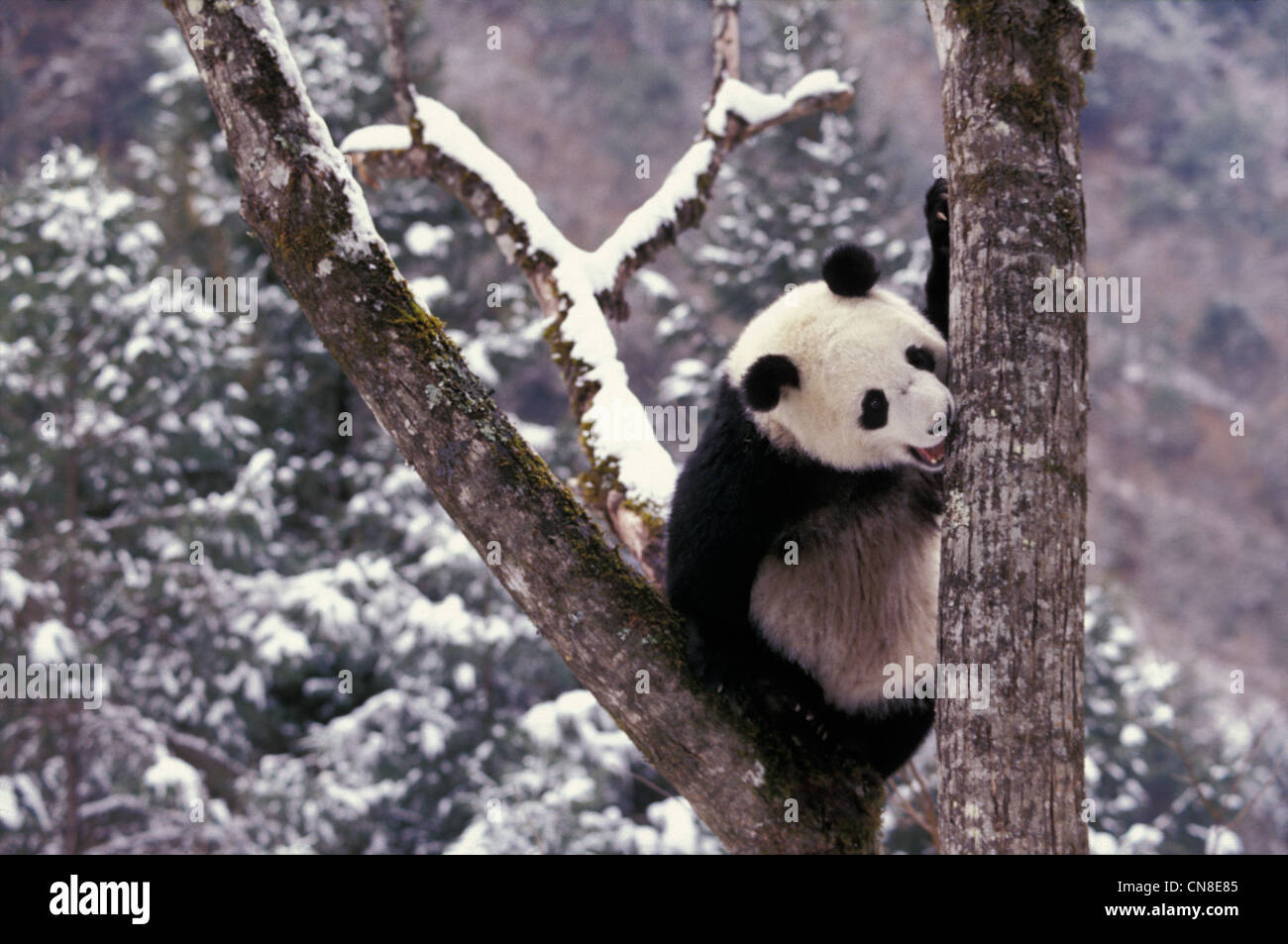 Panda cub playing on the tree in winter, Wolong, Sichuan Province ...