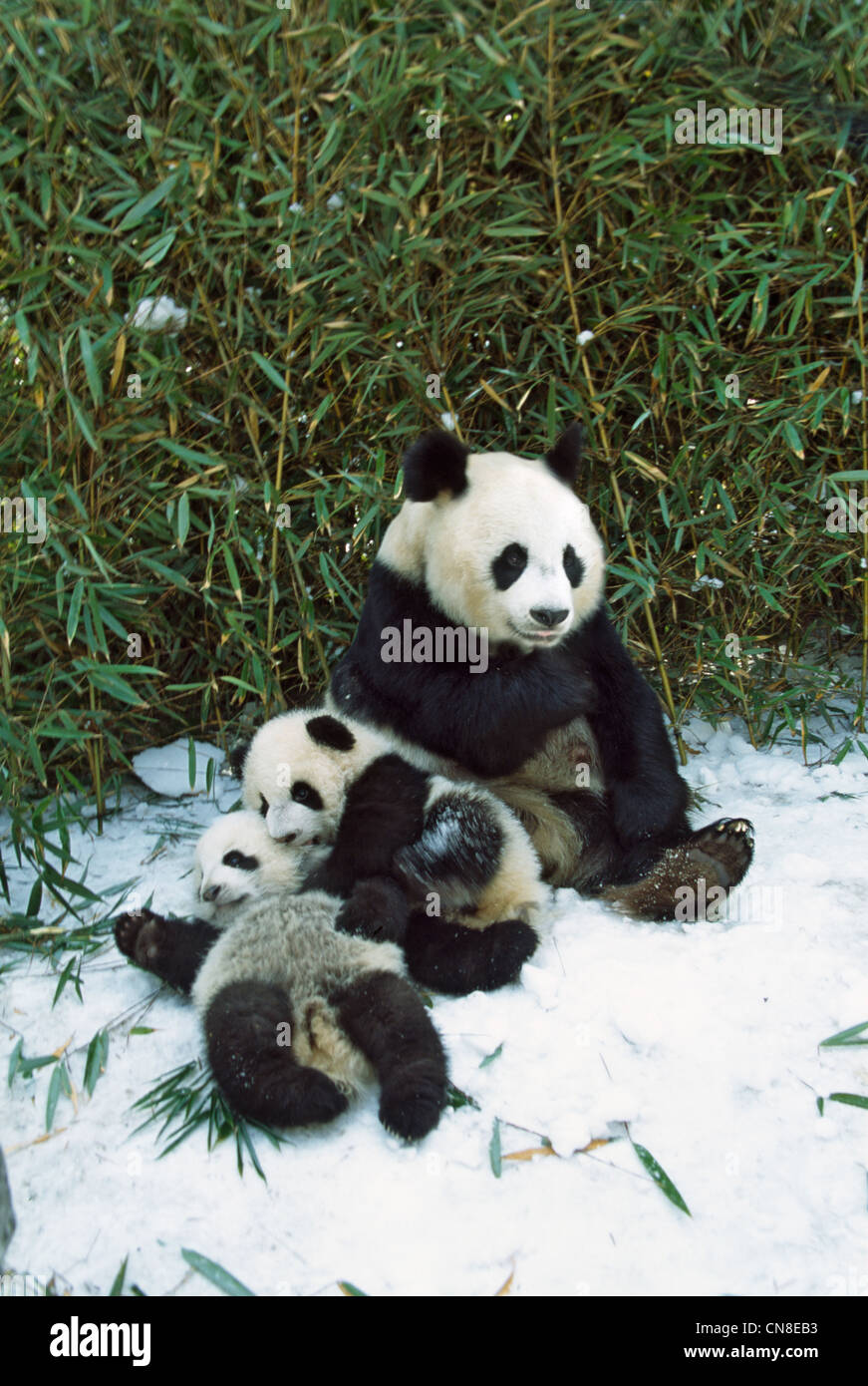Panda Cubs In Snow