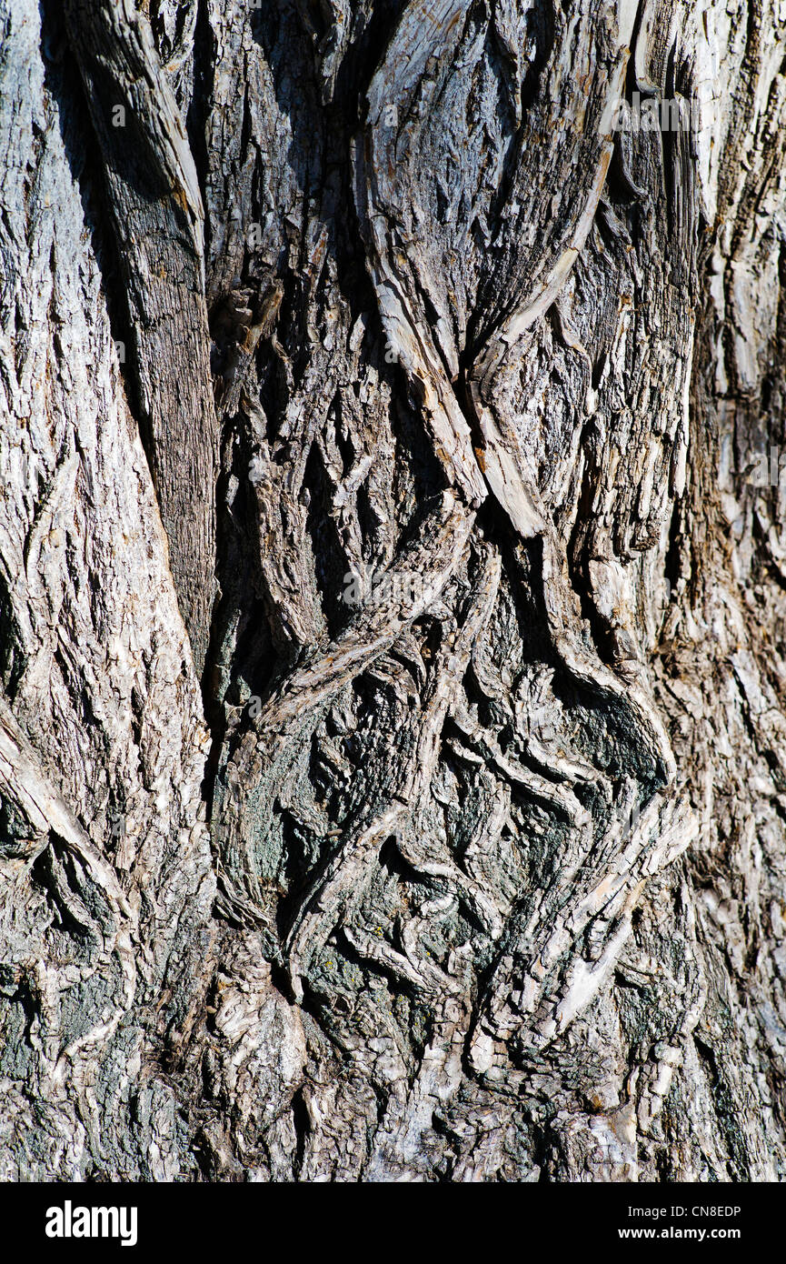 Willow tree bark hi-res stock photography and images - Alamy