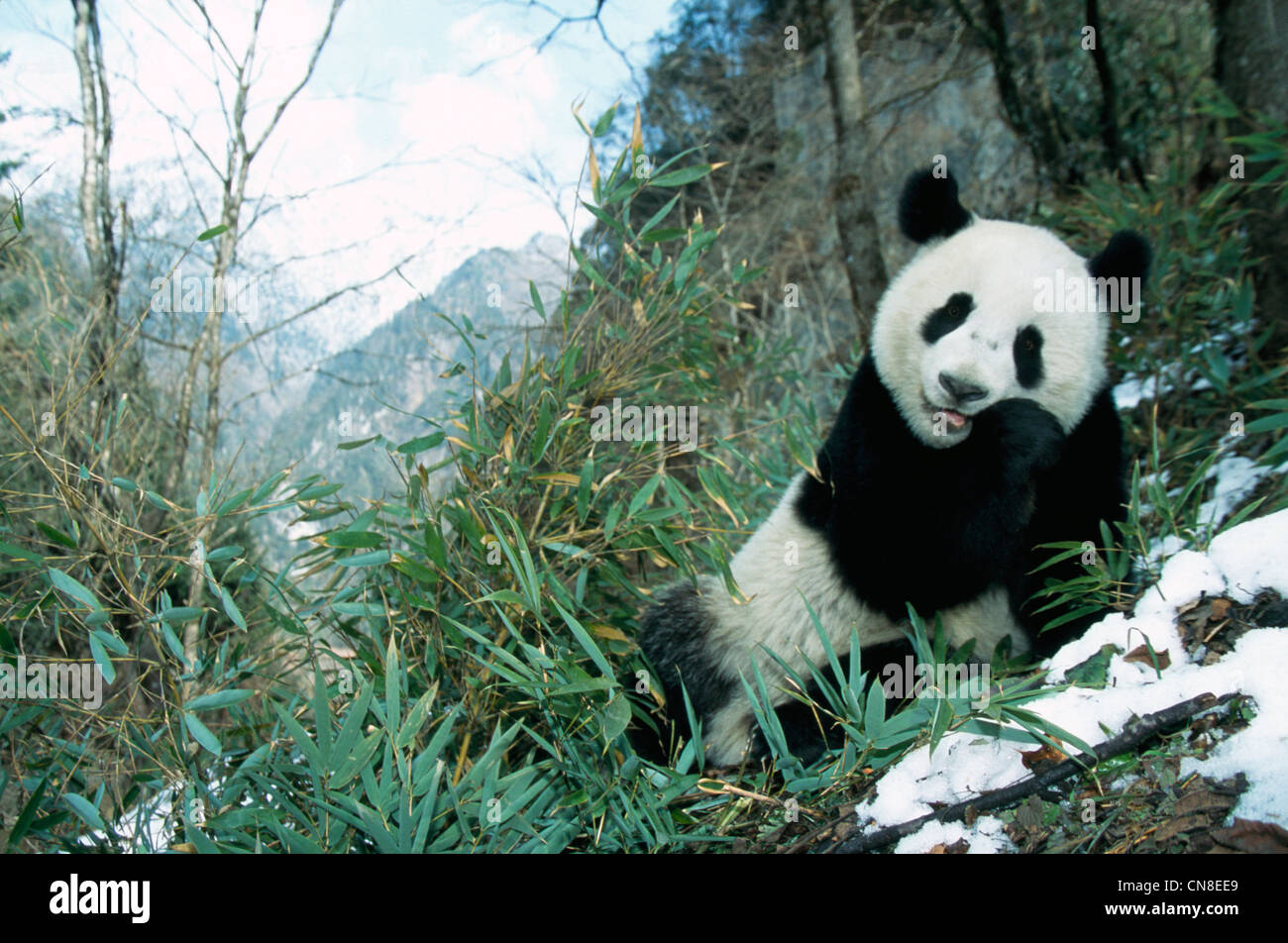 Giant Panda cub eats bamboo on snow, Wolong Valley at back, Wolong ...