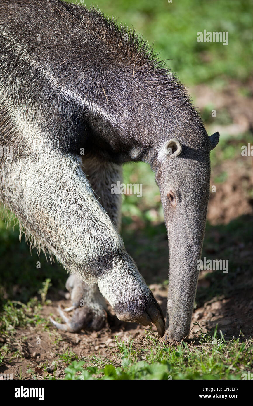 Giant Anteater Claws
