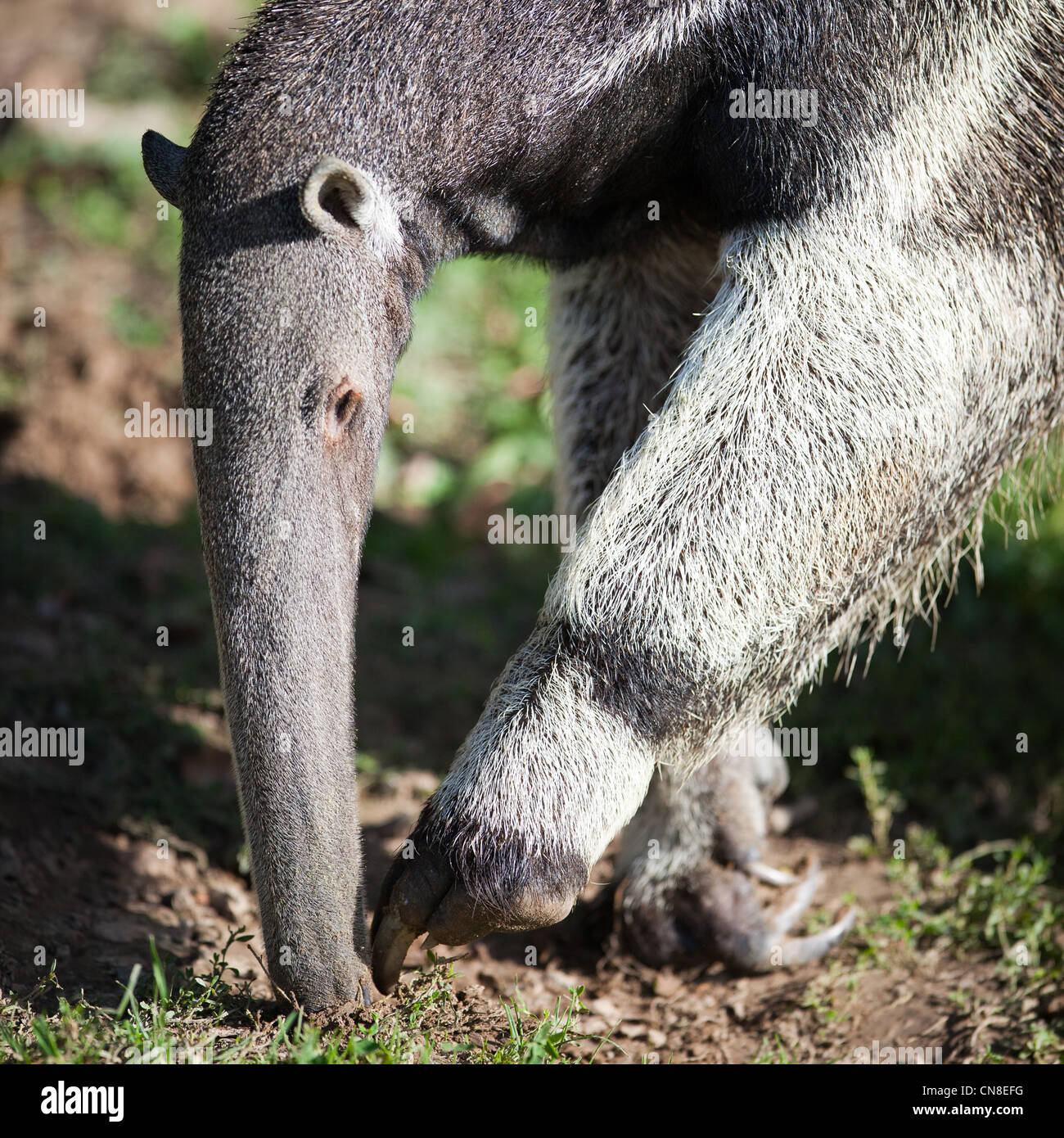 Giant Anteater (Myrmecophaga tridactyla Stock Photo - Alamy