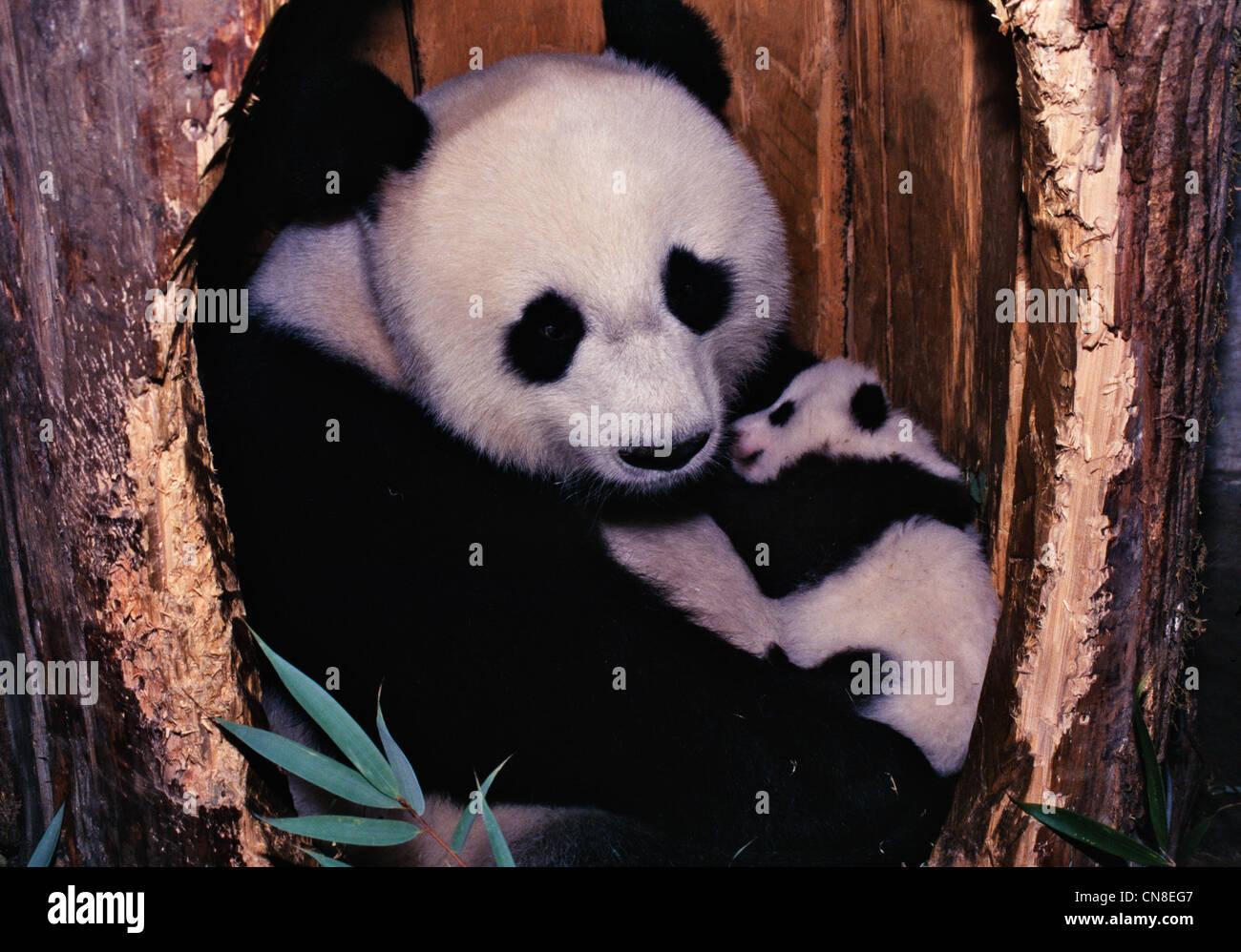 Giant Pandas, mother with cub in the den, Wolong, Sichuan, China Stock ...