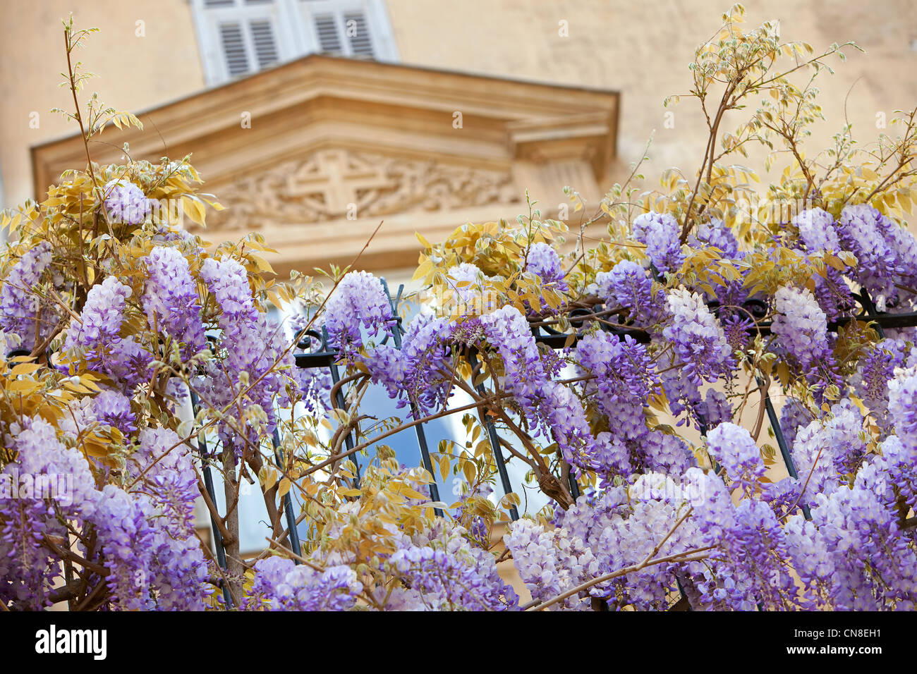 Chinese glycine hi-res stock photography and images - Alamy