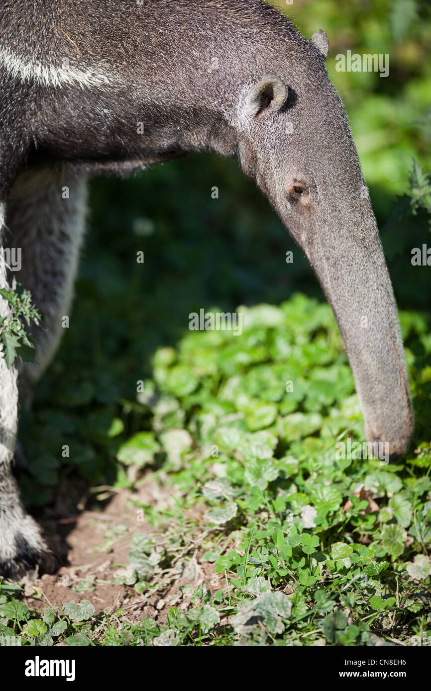 Giant Anteater (Myrmecophaga tridactyla Stock Photo - Alamy