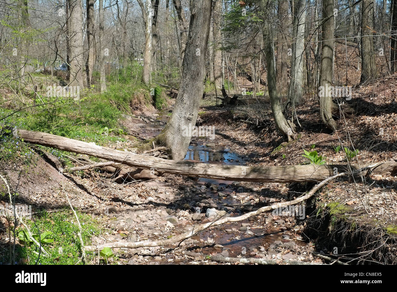 Stream in a forest Stock Photo - Alamy