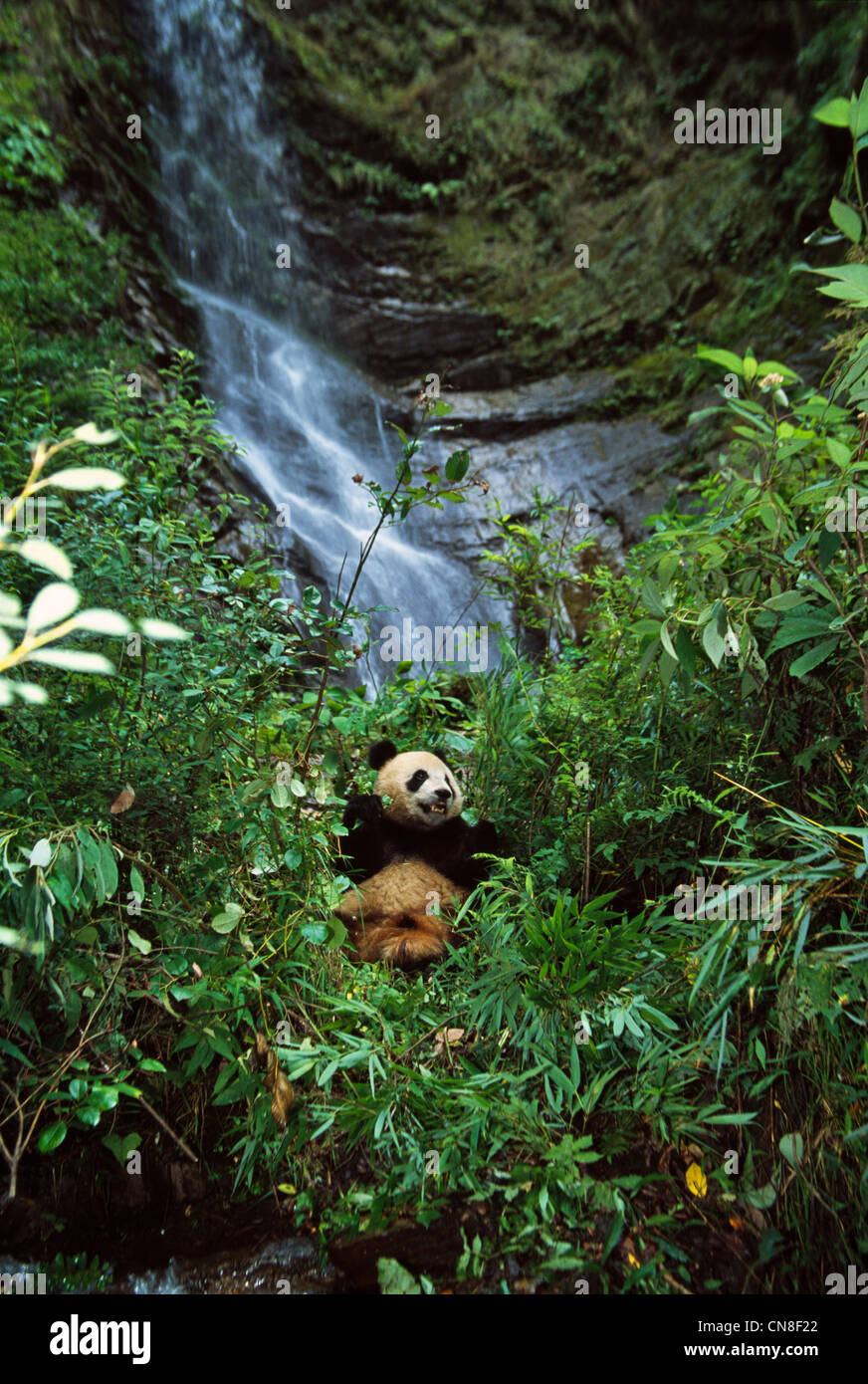 Giant Panda cub eating bamboo by the waterfall, Wolong, Sichuan, China ...