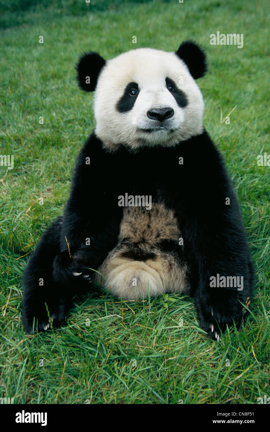 Baby chinese pandas hi-res stock photography and images - Alamy