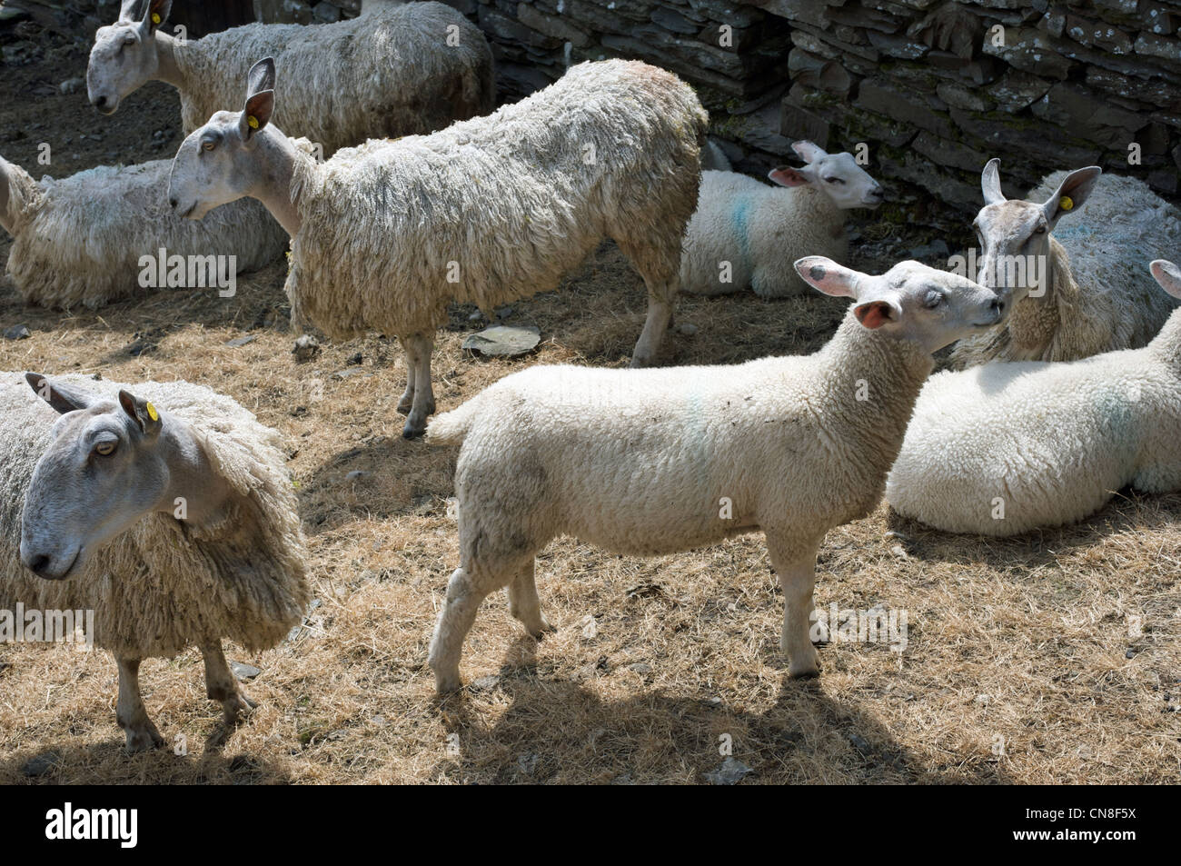 Sheep, UK farm Stock Photo - Alamy