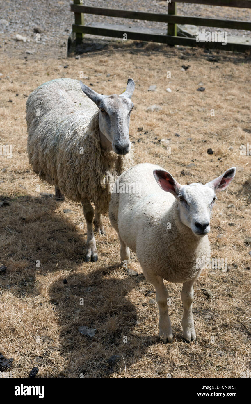 Sheep farming uk hi-res stock photography and images - Alamy