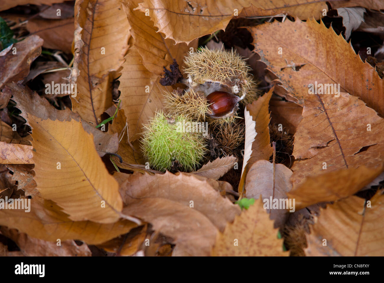 Edible casing hi-res stock photography and images - Alamy