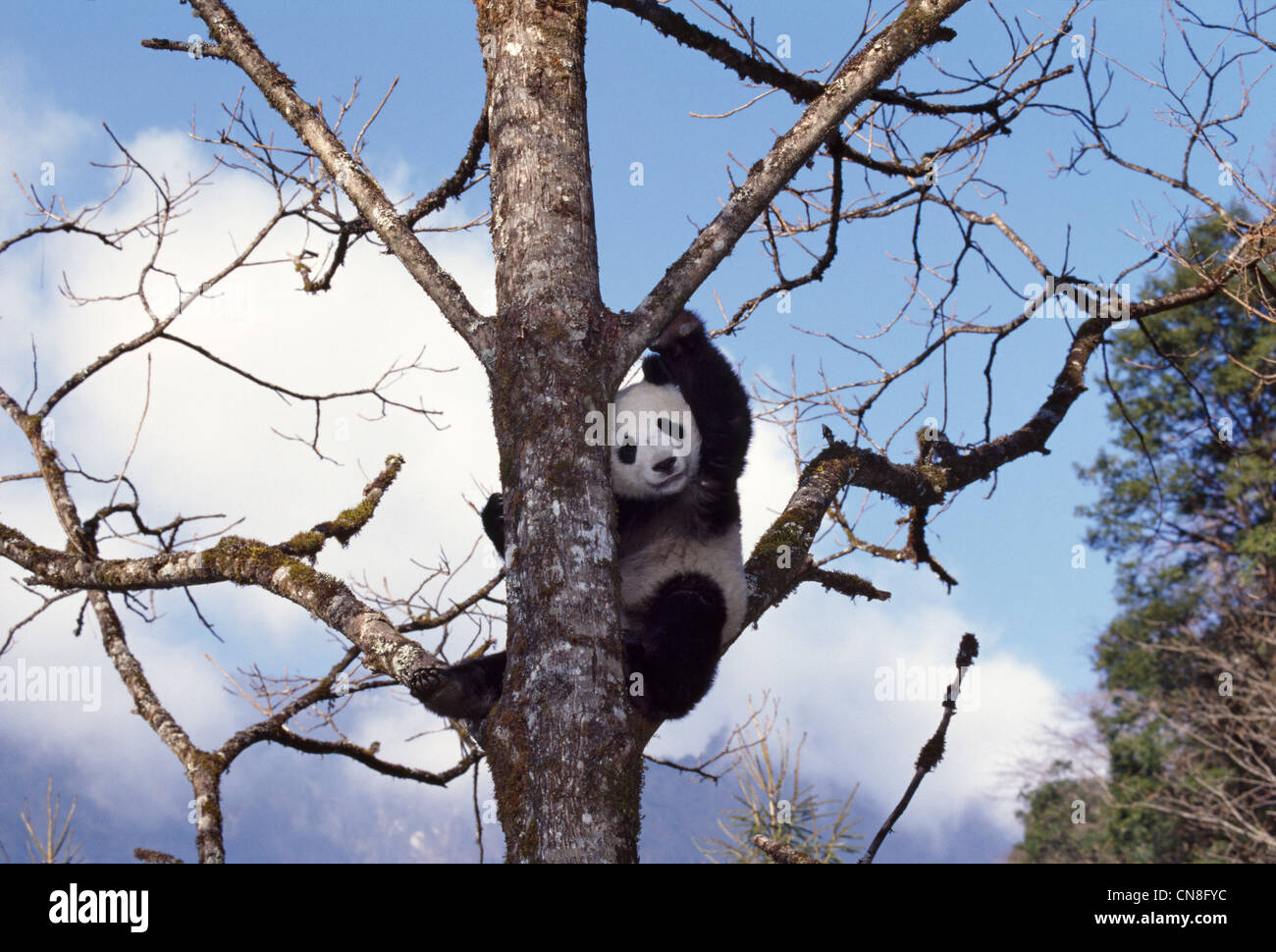 Giant Panda cub on tree, Wolong Valley, Sichuan, China Stock Photo - Alamy