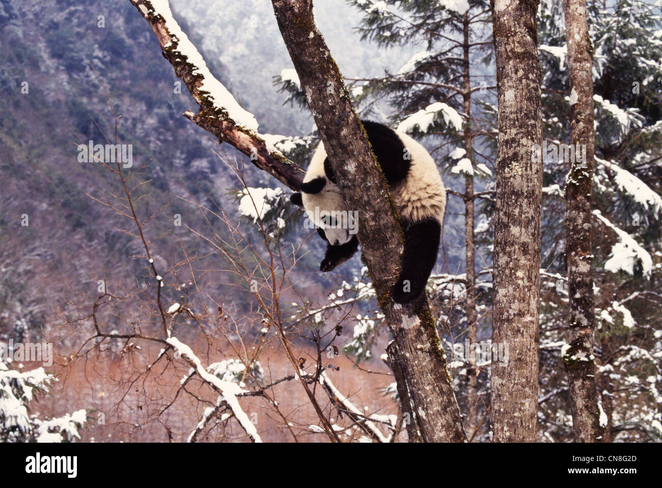 Giant Panda cub climbing the tree, Wolong, Sichuan, China Stock Photo ...
