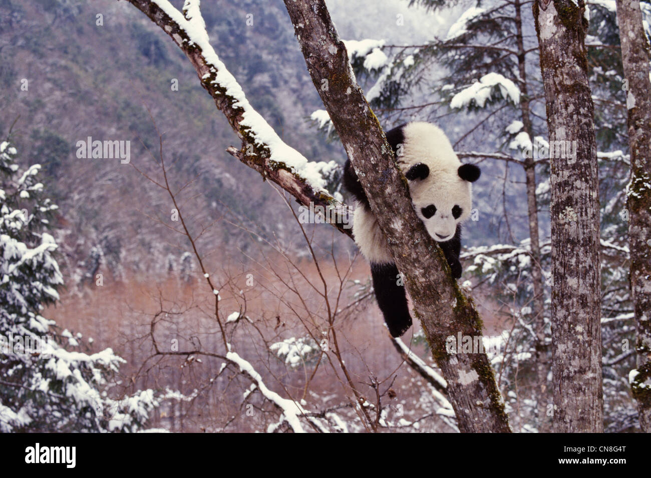 Giant pandas climbing hi-res stock photography and images - Alamy