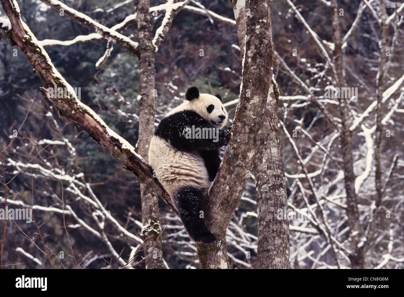 Giant Panda cub climbing the tree, Wolong, Sichuan, China Stock Photo ...