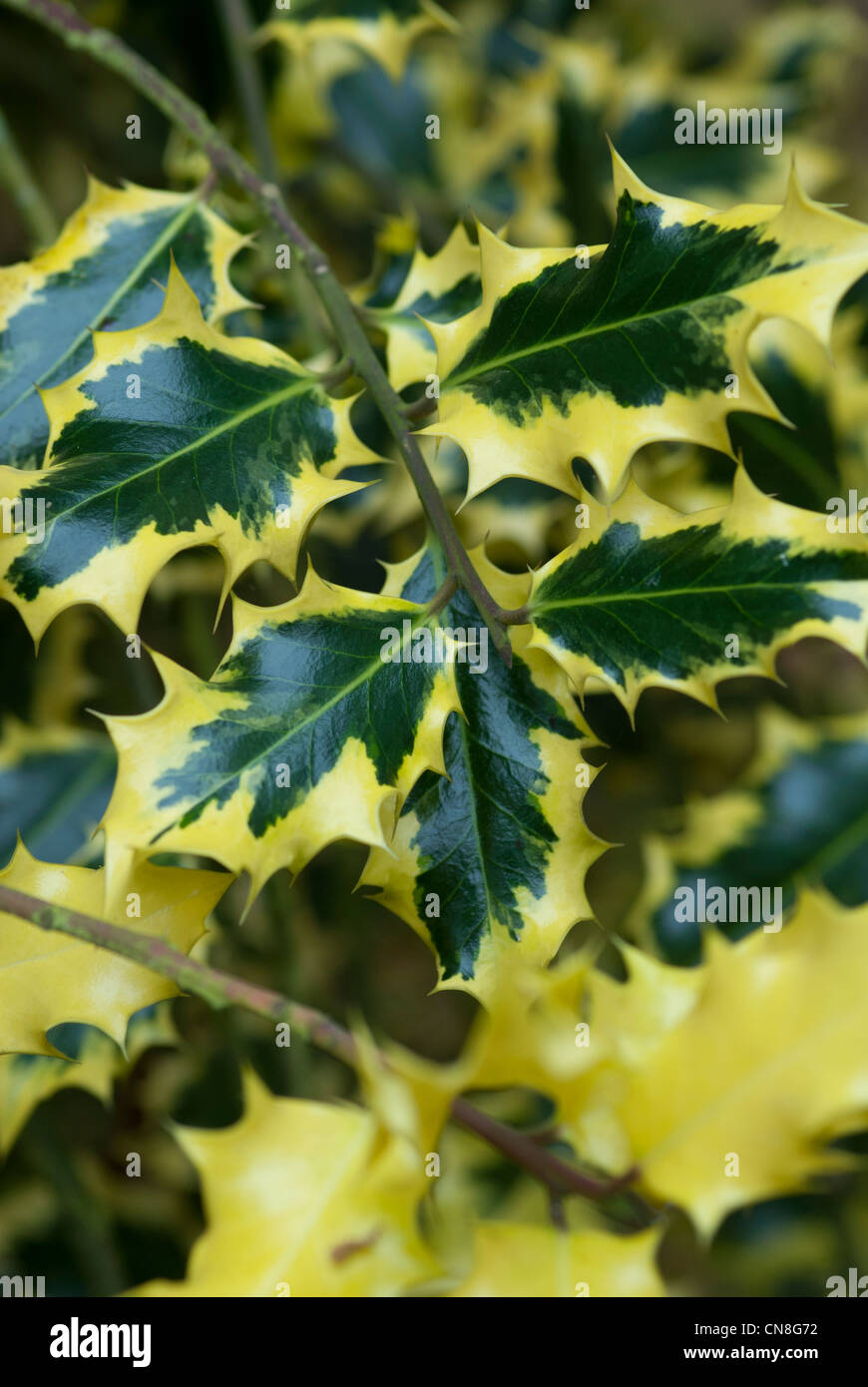 Variegated holly ilex aquifolium hi-res stock photography and images ...