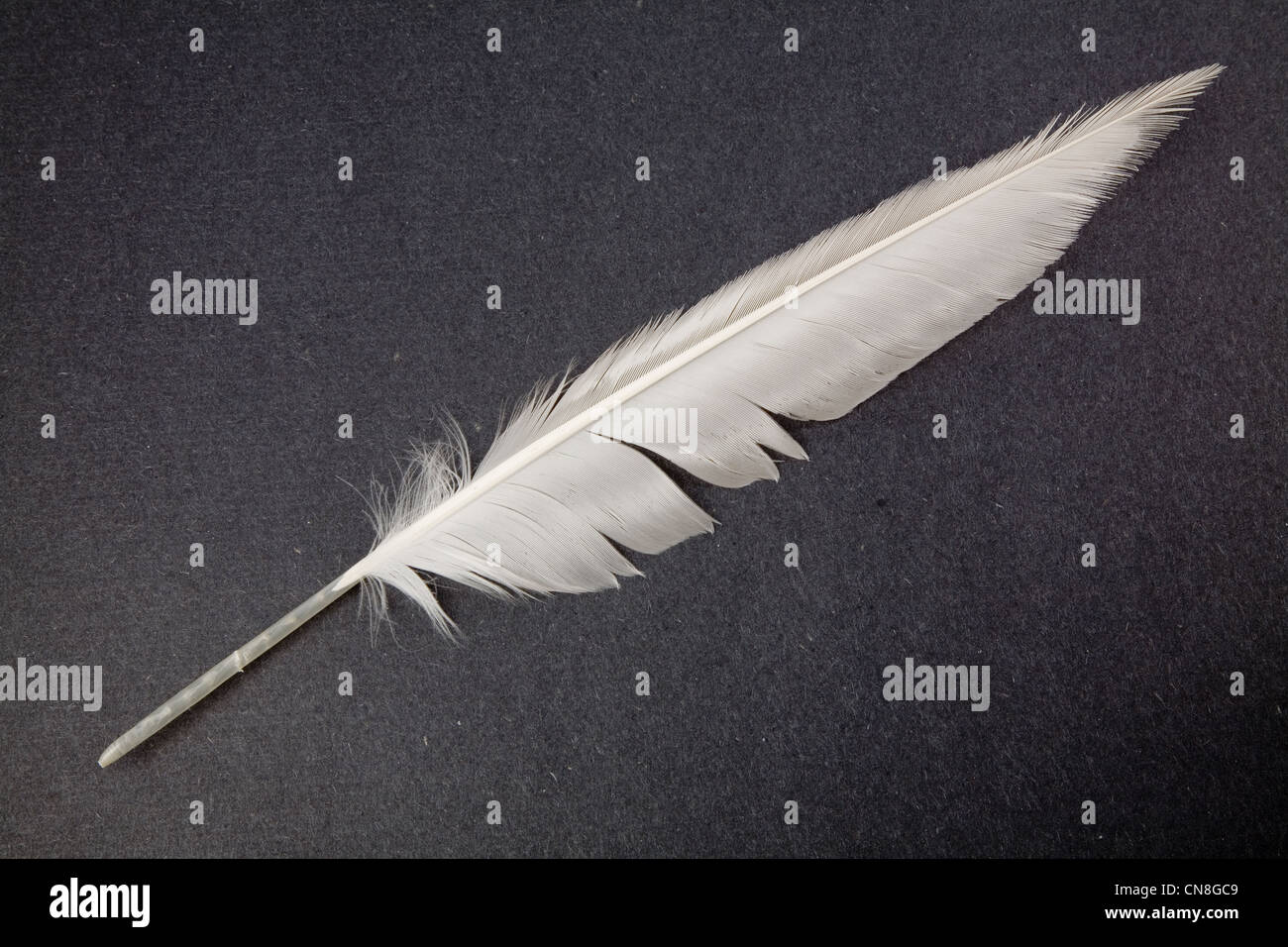 a white Feather, Quill Pen Stock Photo - Alamy