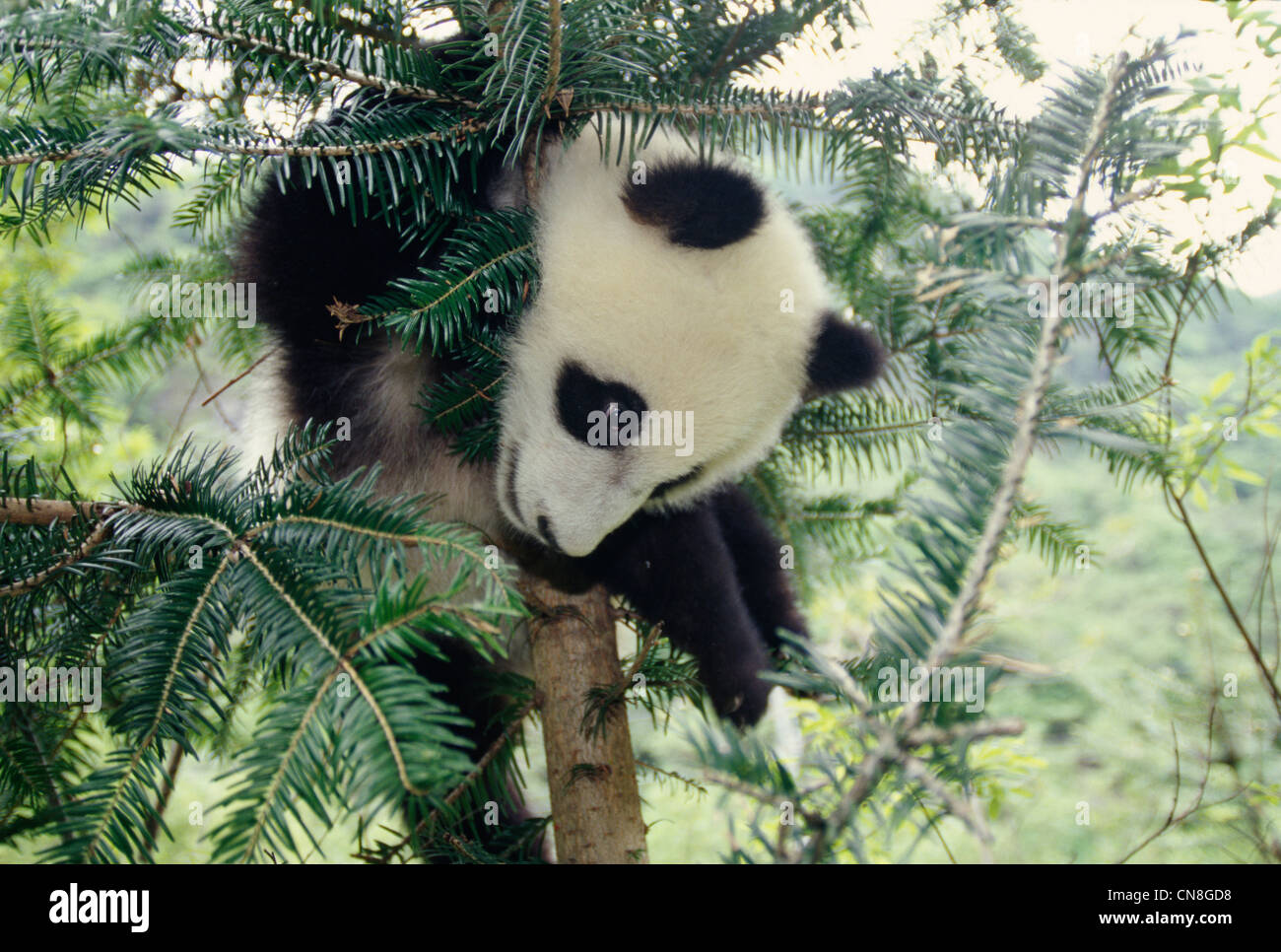 Giant Panda climbs the tree, Wolong Valley, Sichuan Province, China ...
