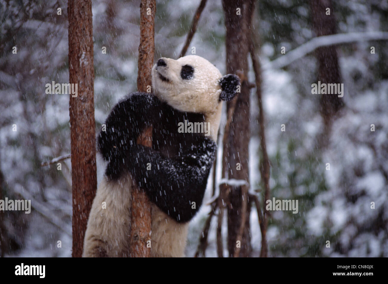 Giant pandas climbing hi-res stock photography and images - Alamy